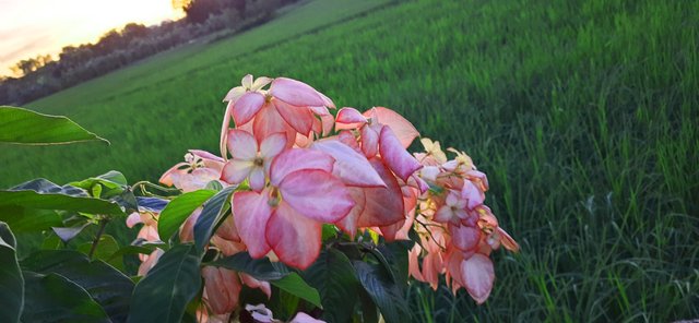 Take a look at different species of flowers and flower names