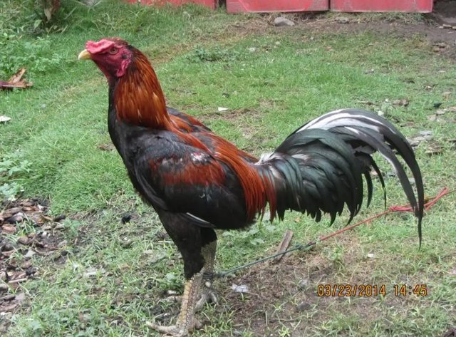 It's all about BASILAN breed... — Steemit