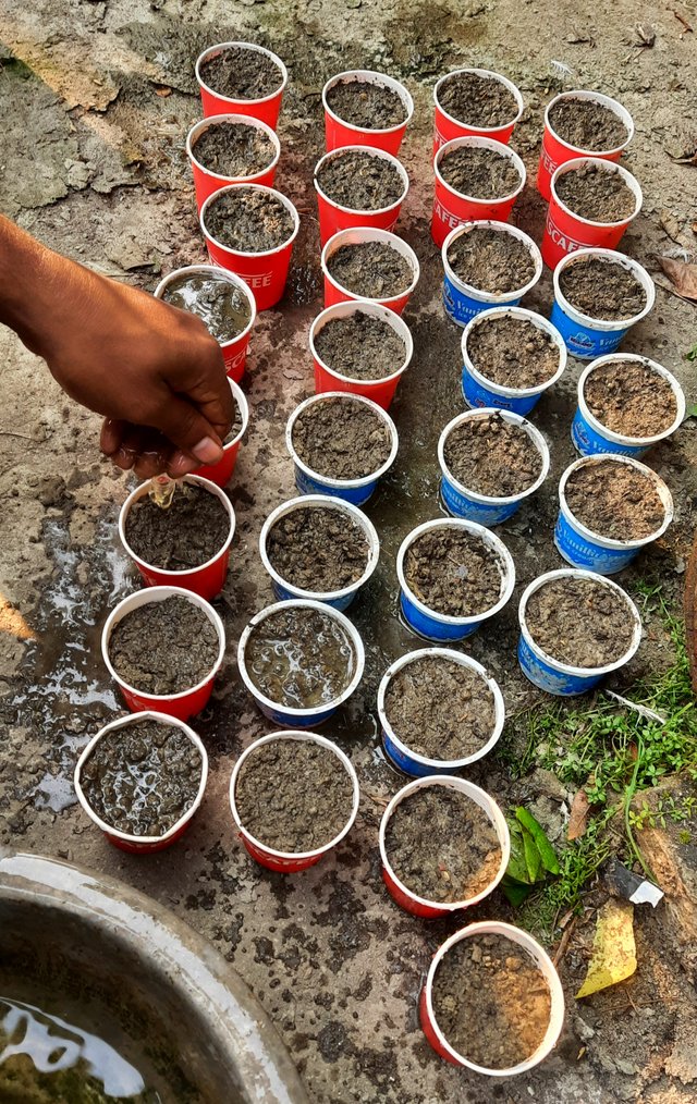 How to transform a pumpkin tree from a seed before planting it.