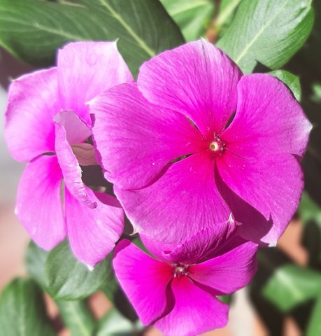 Chula una bella flor medicinal. — Steemit