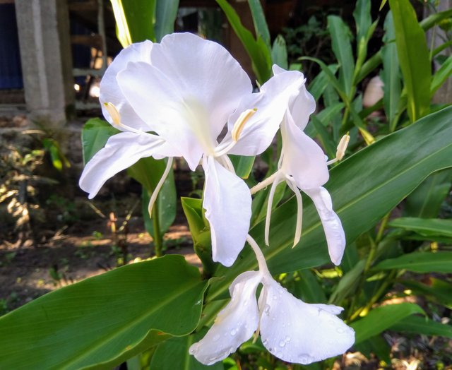 White Ginger Lilly, Butterfly Ginger or Dolon Chapa: The most beautiful ...