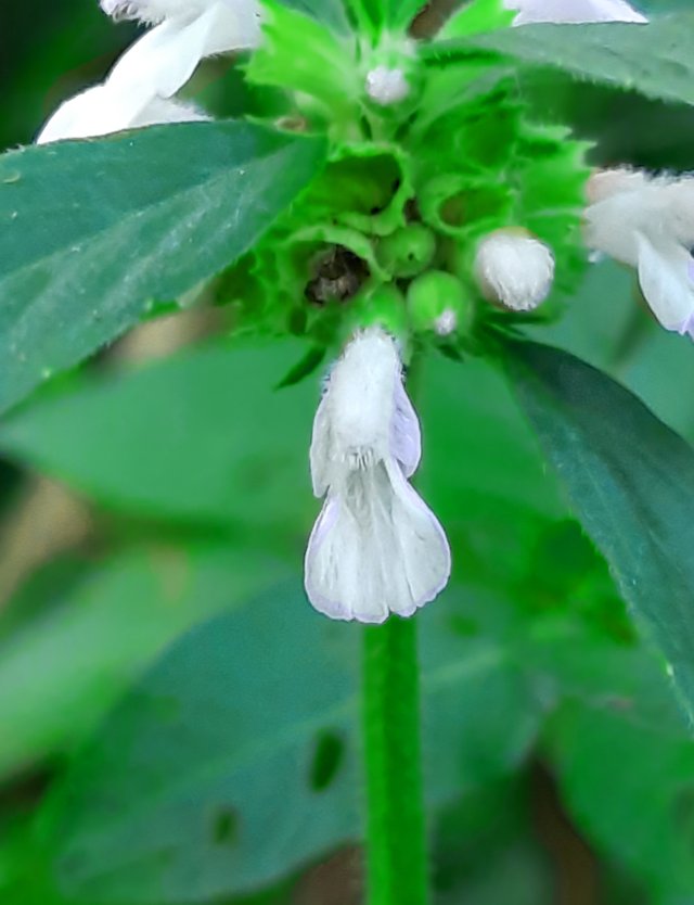 Take a look at different species of flowers and flower names