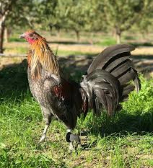 What is Peruvian rooster? — Steemit