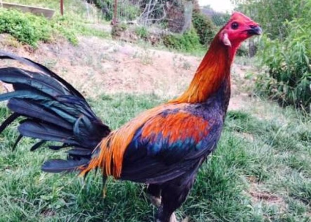 What is Peruvian rooster? — Steemit