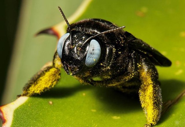 El Cigarrón — Steemit