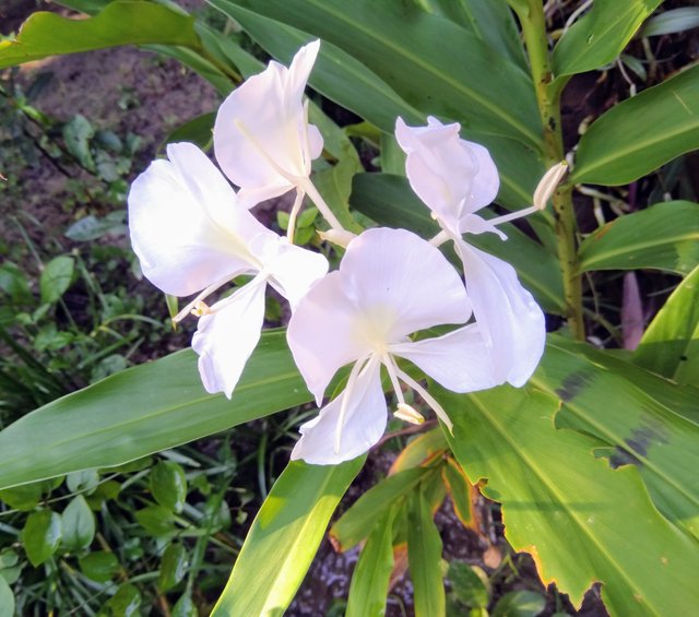 White Ginger Lilly, Butterfly Ginger or Dolon Chapa: The most beautiful ...
