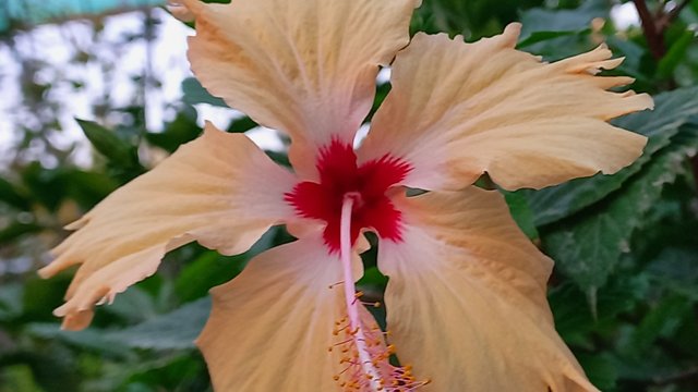 Amazing photography of yellow color jaba flower. 10% beneficiary for ...