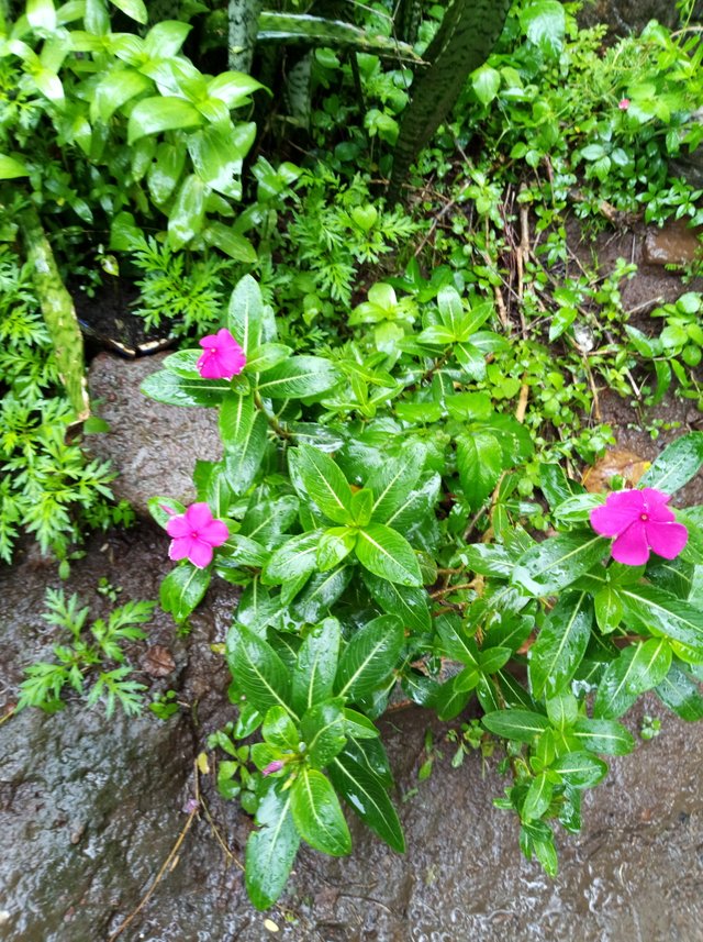 Chula una bella flor medicinal. — Steemit