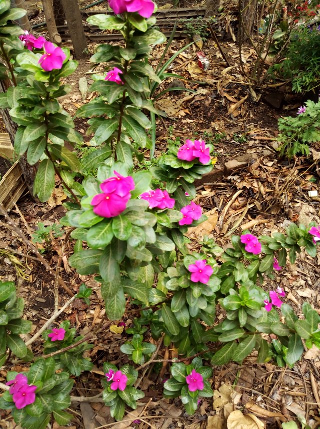 Chula una bella flor medicinal. — Steemit