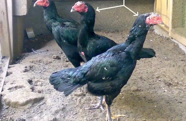 It's all about BASILAN breed... — Steemit