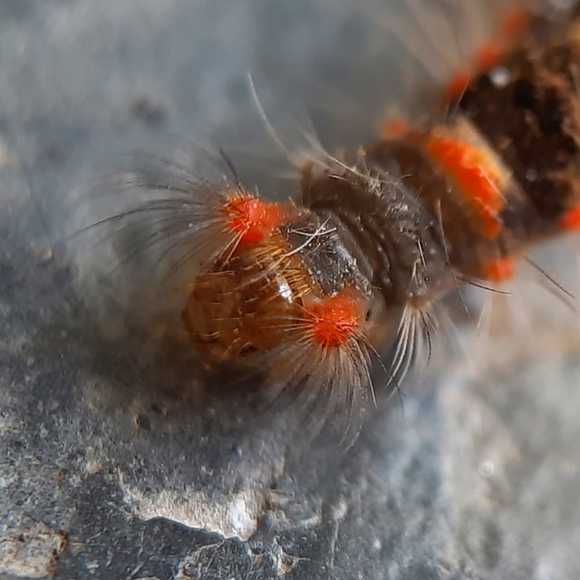 Macrophotography of caterpillar,, by @nevlu123