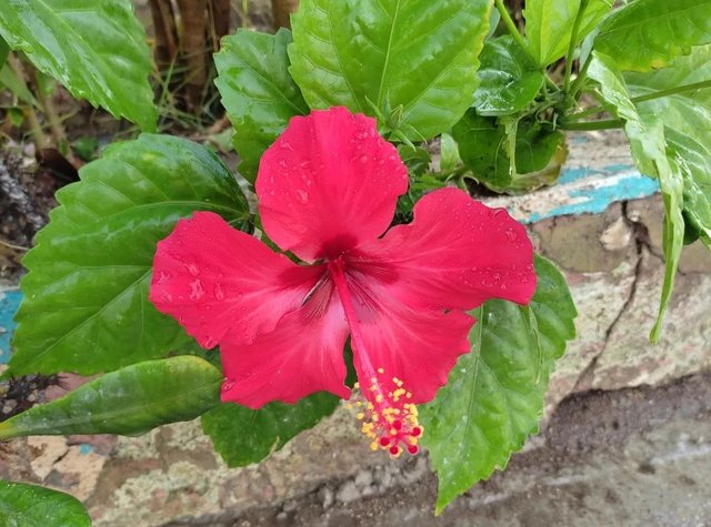 Hibiscus Flower In Marathi Name | Best Flower Site