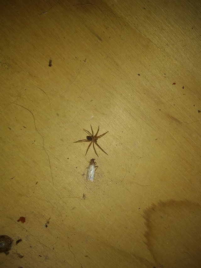 Baby Brown Recluse