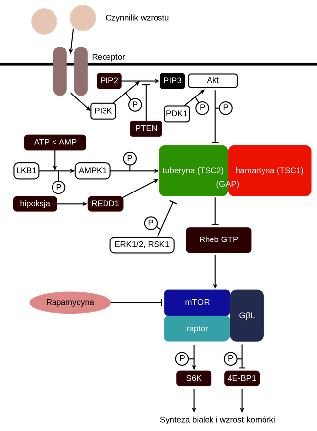 DNA – scienceblocks
