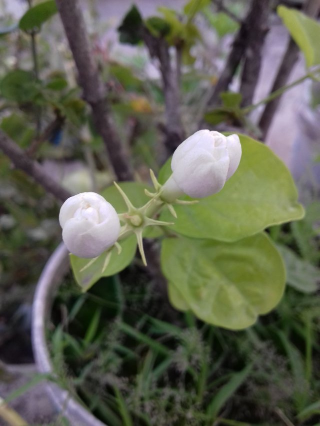 Bela Flowers Pic | Best Flower Site