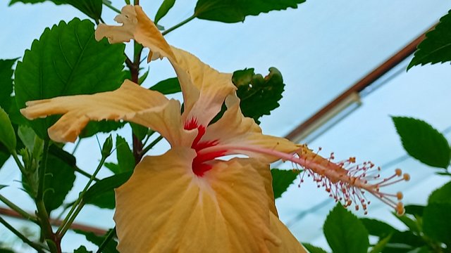 Amazing photography of yellow color jaba flower. 10% beneficiary for ...