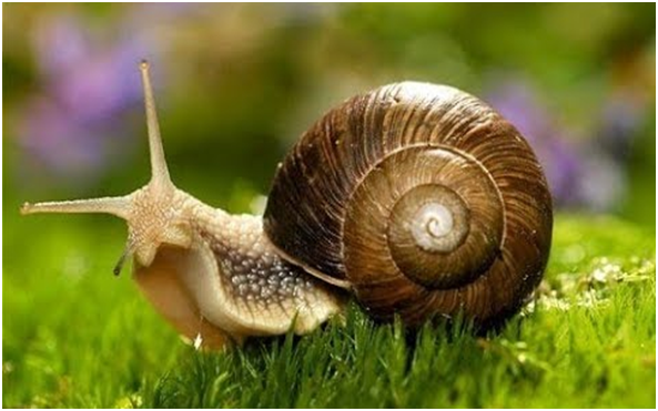 THE HELICICULTURE BREED OF EDIBLE LIVING SNAILS — Steemit