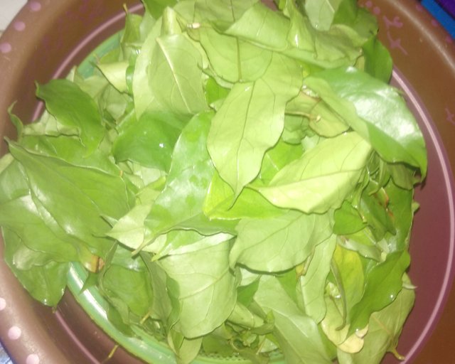 AFANG LEAF AND ITS HEALTH BENEFITS — Steemit