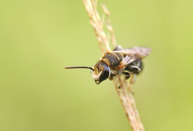 My Favorite Insect: Bees — Steemit