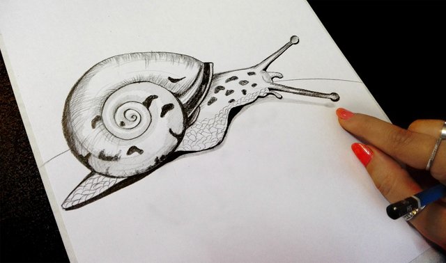 Snail Pencil Sketch