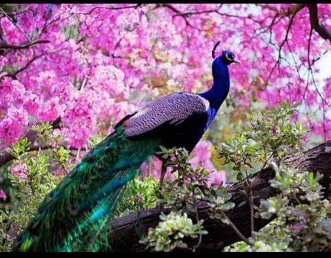 Most Beautiful Peacock
