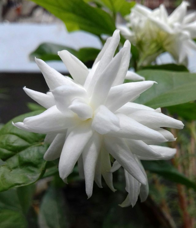 Bela Flowers Pic | Best Flower Site