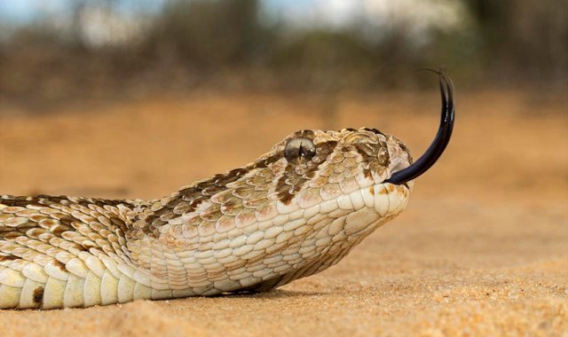 The Puff Adder: Taking Camouflage to a Whole New Level — Steemit
