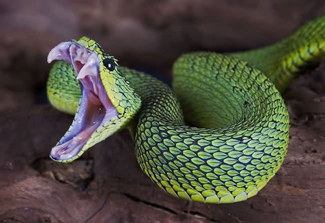 Pit Viper Head Shape