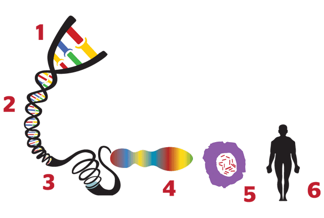 Los Genes controlan el desarrollo en los seres vivos. — Steemit