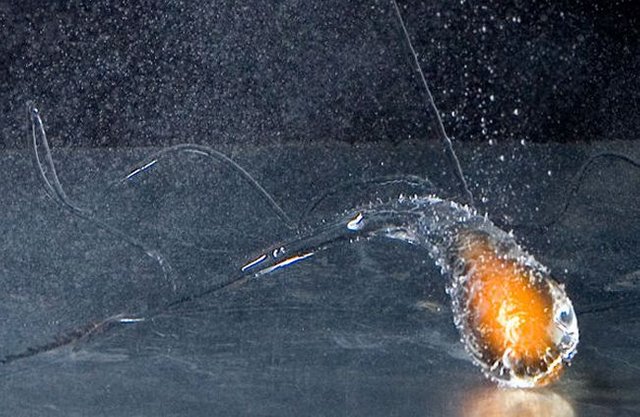 Mystery of Prince Rupert's Drop — Steemit