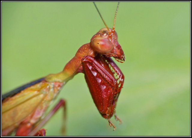 Discovering A Tiny World ☺ Little Mantis — Steemit