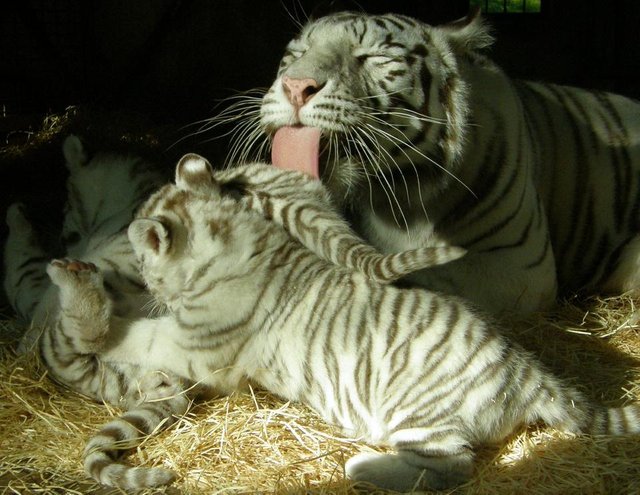 Stripeless White Tiger Cubs