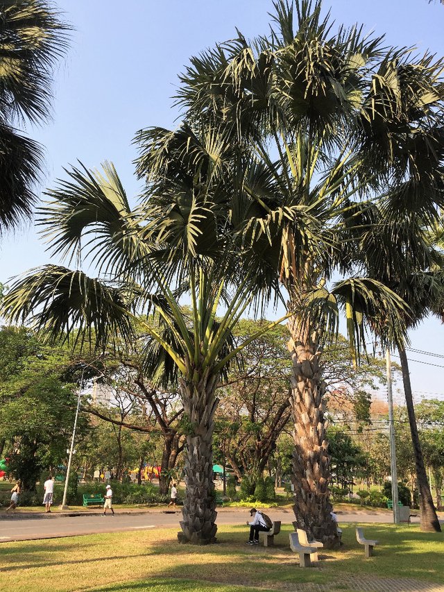 The Giant Talipot Palms of Lumpini Park in Bangkok. — Steemit