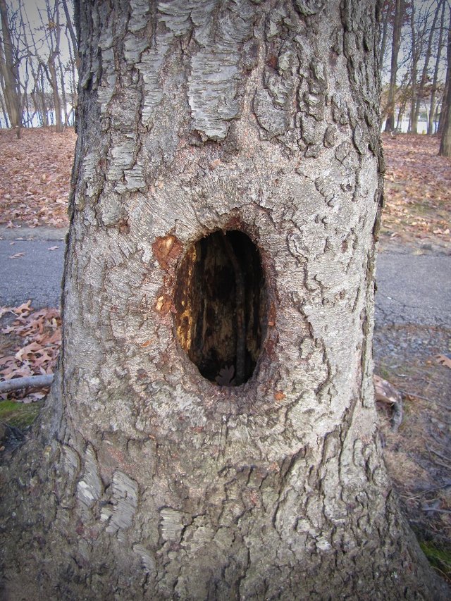 Oak Tree Trunk In Holes