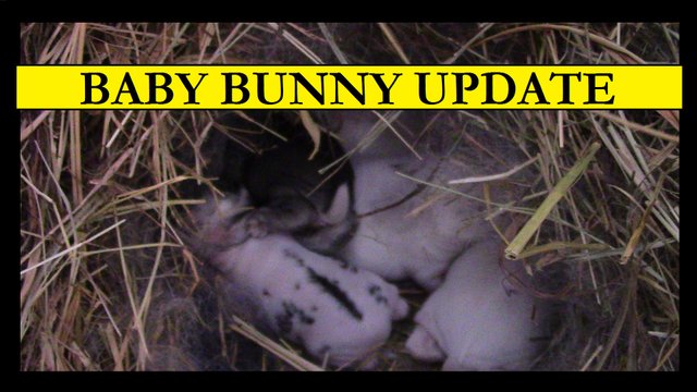 1 Day Old Bunnies
