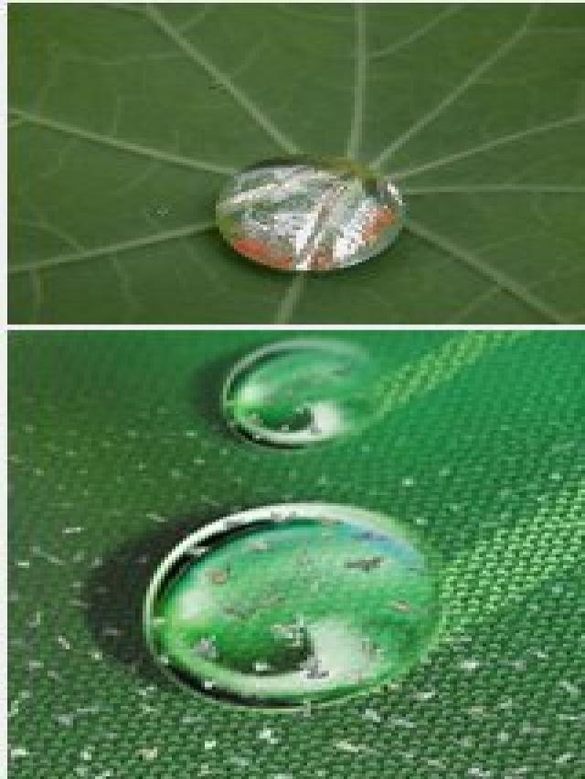 Inventos Inspirados en la Naturaleza — Steemit