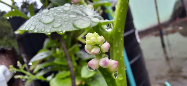 today I'm going to share with you some vegetable flower photography