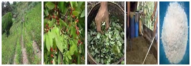 The dangers and benefits of the world's drug crops for humans and ...