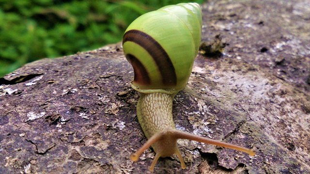 Unique Snail that lives in the nature of Aceh...photo by ades. — Steemit