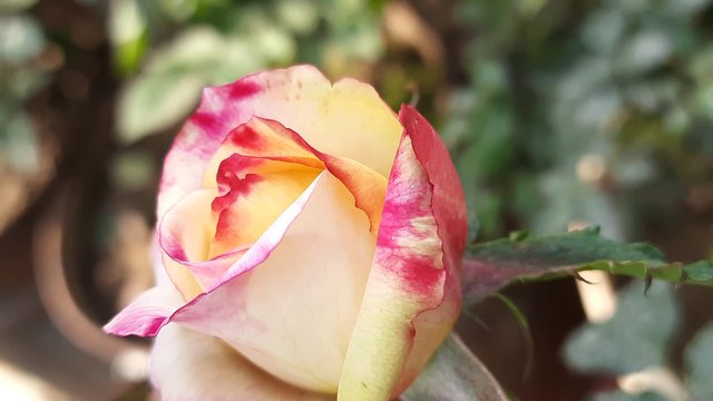 Nice rose photography and a videography