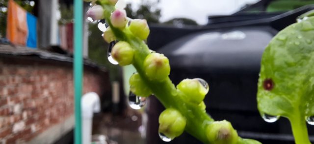 today I'm going to share with you some vegetable flower photography
