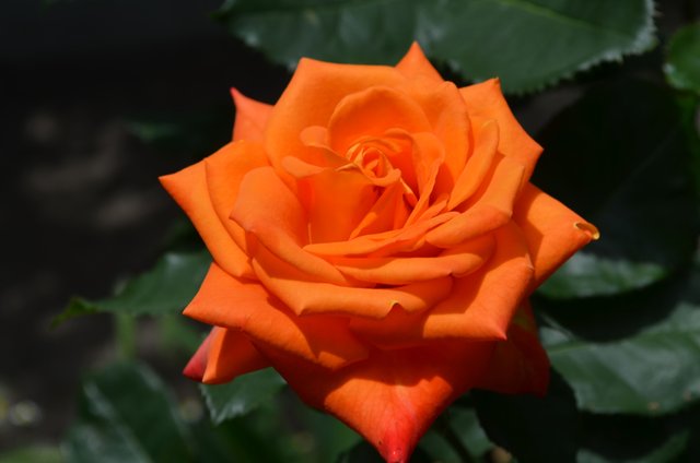 Beautiful Images Of Orange Roses
