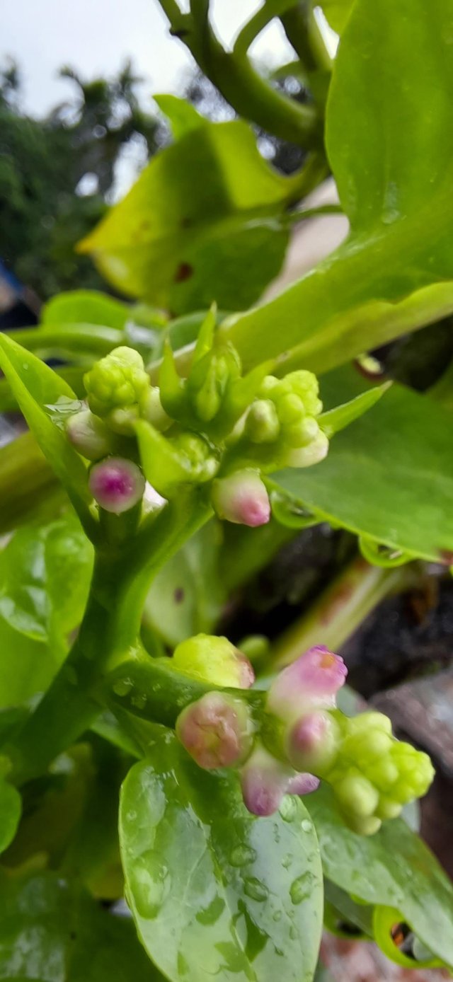 today I'm going to share with you some vegetable flower photography