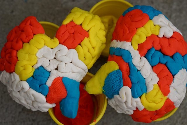 3d Brain Model Playdough | informacionpublica.svet.gob.gt