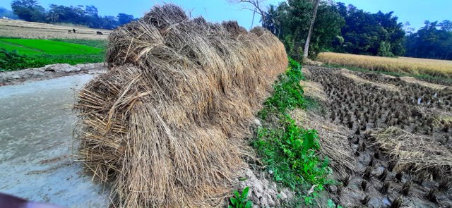 How to do paddy project in our village..