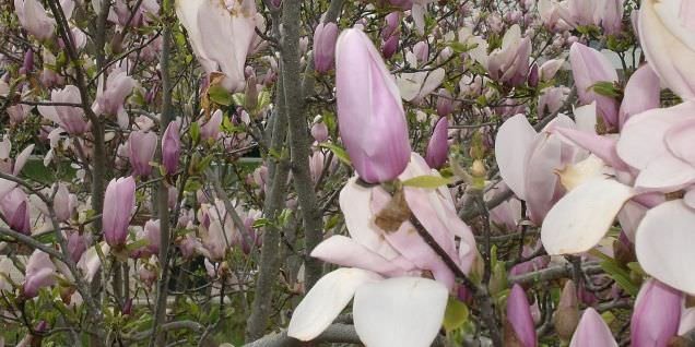 Pink Magnolia Tree Flowers — Steemit