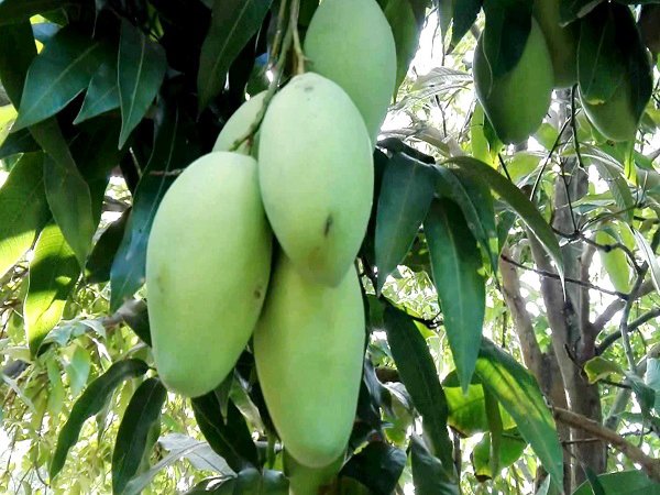 Svay Keo Lamiet – Delicious Mango in Cambodia — Steemit