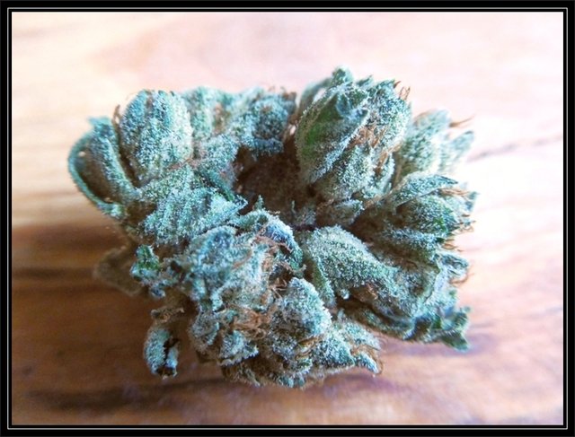 Alien Dawg ~ Strain Review — Steemit