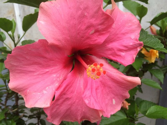 Hibiscus National Flower Of Haiti | Best Flower Site