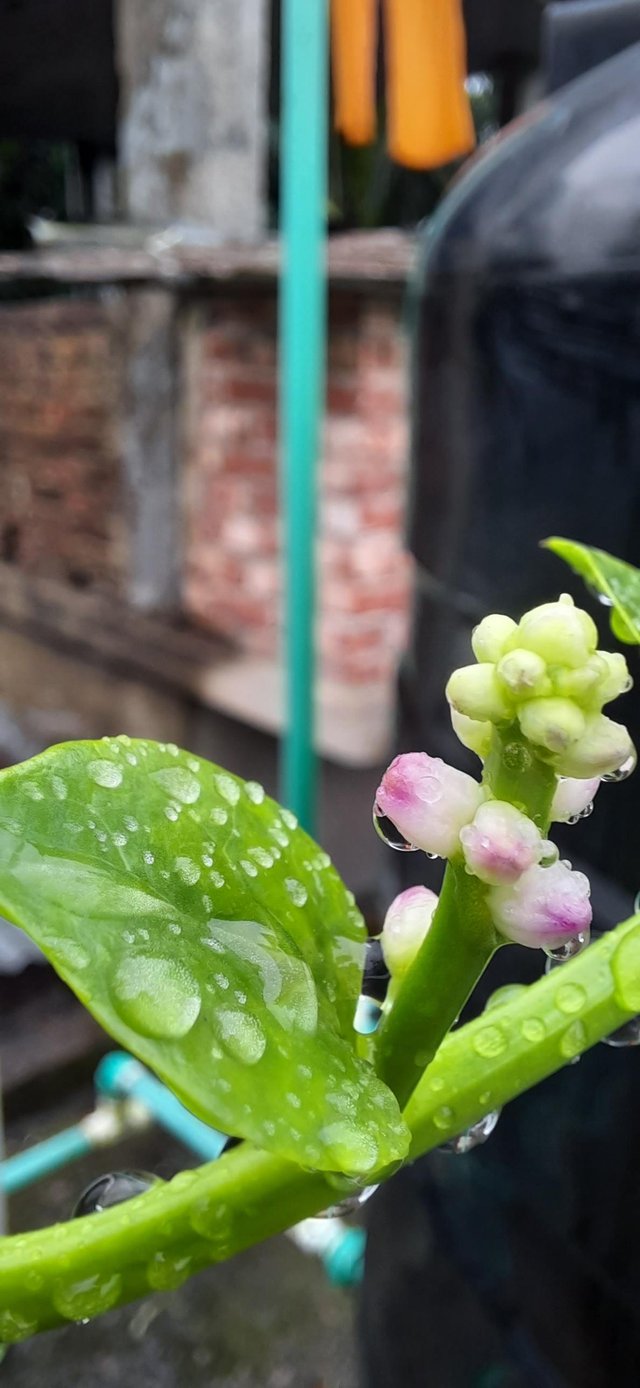 today I'm going to share with you some vegetable flower photography